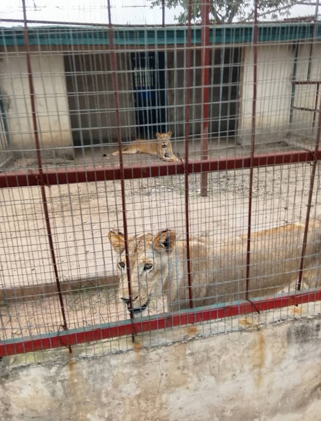WHERE NATURE COMES ALIVE: UNIZIK ZOO OFFERS AN UNFORGETTABLE WILDLIFE ...